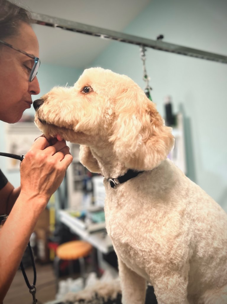villagedogspa.com